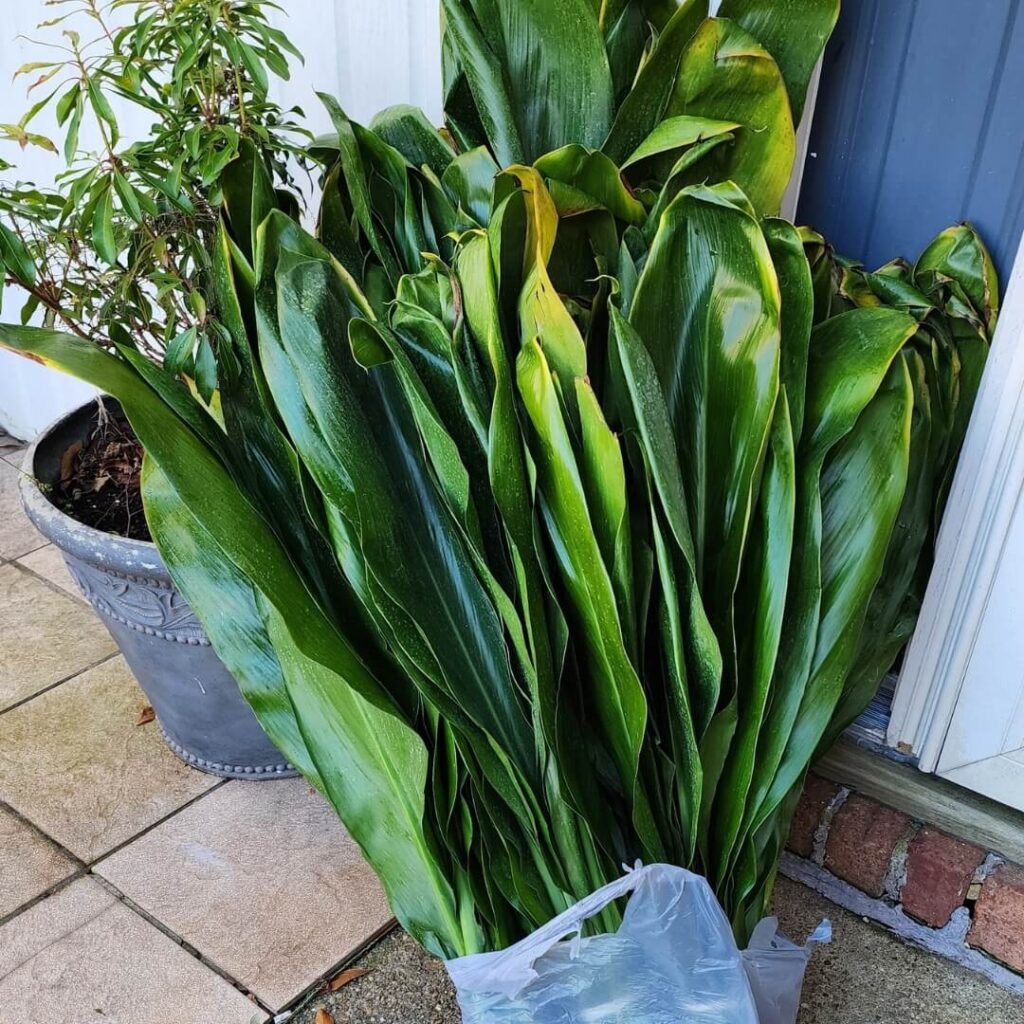 Home - Aloha Gardens